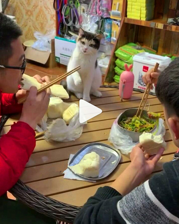 You're too mean hooman 😺😁😁 - cuteanimalshare.com