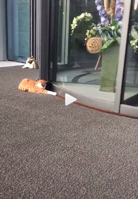 The cat is trying to stop the turnstile 😺😂😁 - cuteanimalshare.com